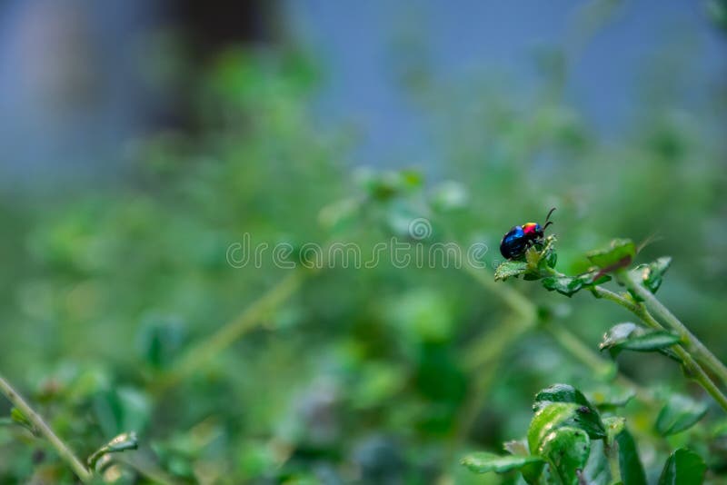 Blue Bug stock photo. Image of close, beetle, metallic - 81653574