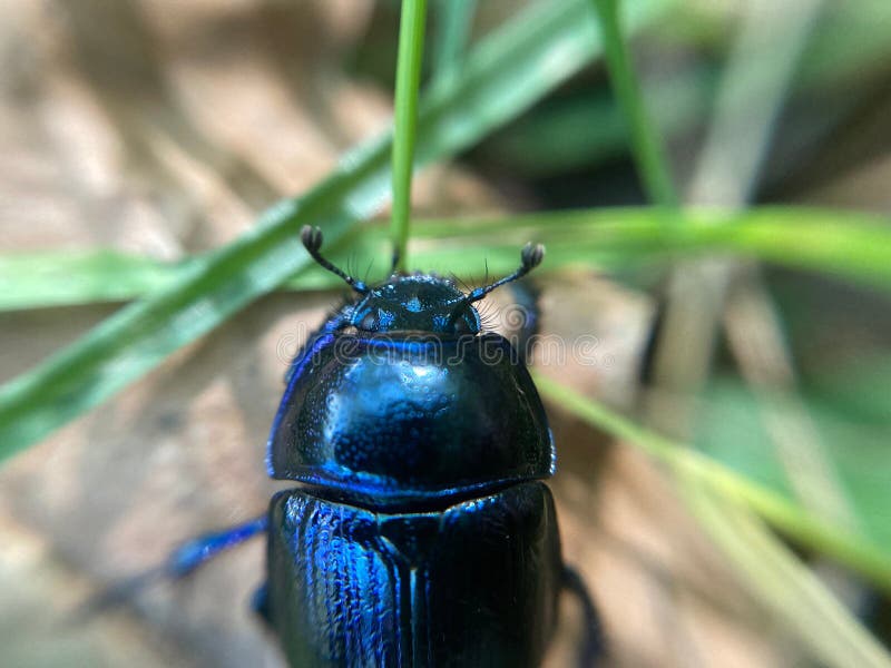 Blue Bug with a Black Head is on a Leaf Stock Photo - Image of colorful ...