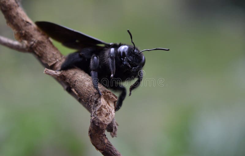 Blue bug on a dry branch stock photo. Image of plant - 114050088
