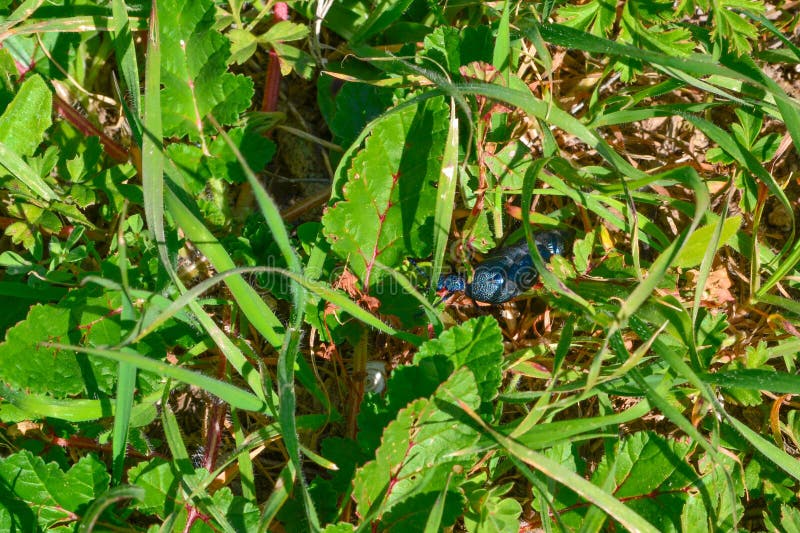 Blue bug stock image. Image of nature, grass, blue, shell - 59356751