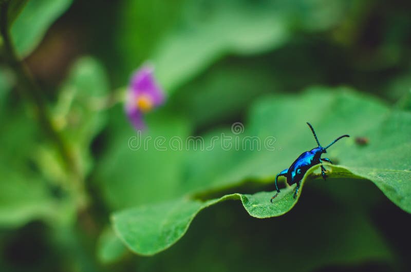Blue bug on leaf stock image. Image of nature, tree, leaf - 46161751
