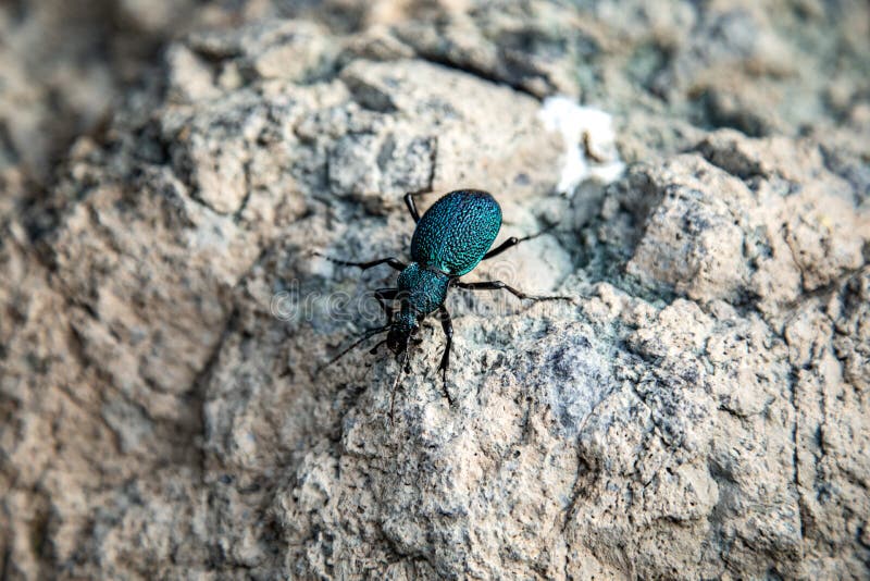 Blue bug in stone stock photo. Image of wildlife, entomology - 253778358