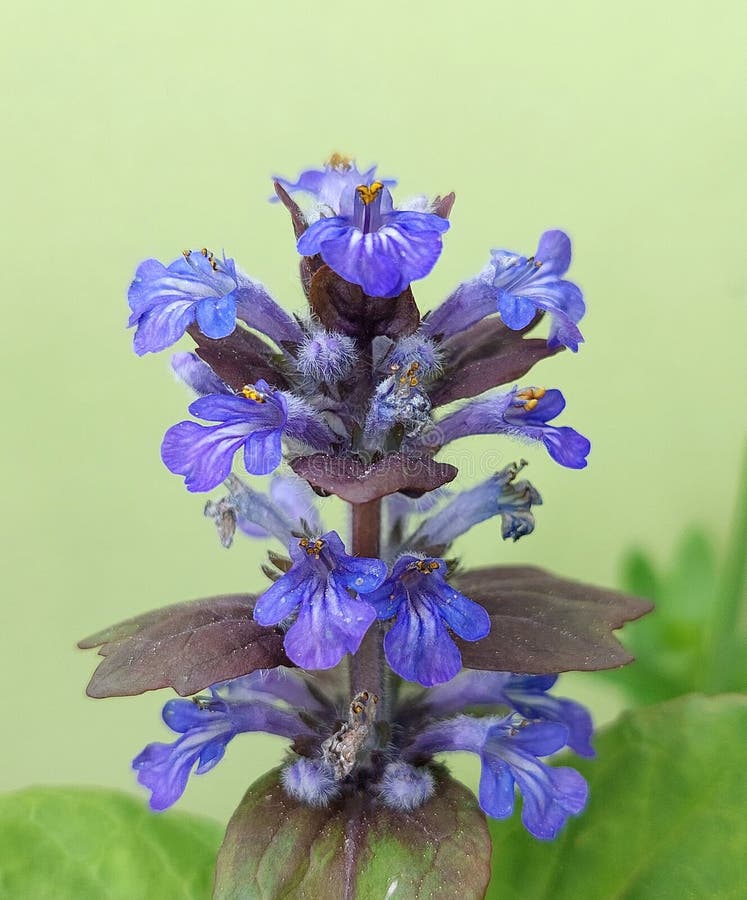 Blue bugle Ajuga reptans stock image. Image of colour - 91127289