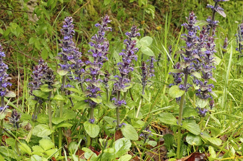 Blue bugle Ajuga reptans stock image. Image of colour - 91127289