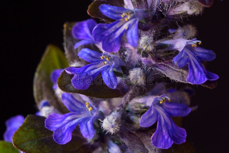 Blue bugle Ajuga reptans stock image. Image of flower - 91127323