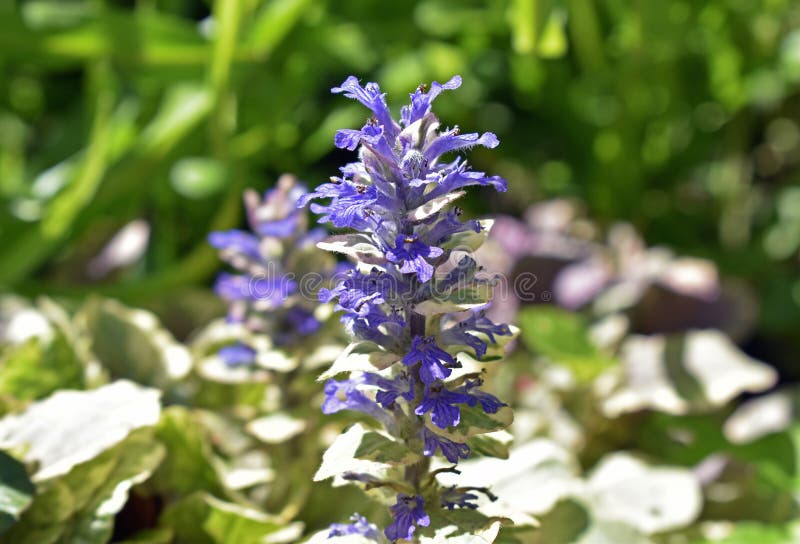 Blue Bugle, Bugleherb or Bugleweed Flowers, Ajuga Reptans, Rio Stock ...