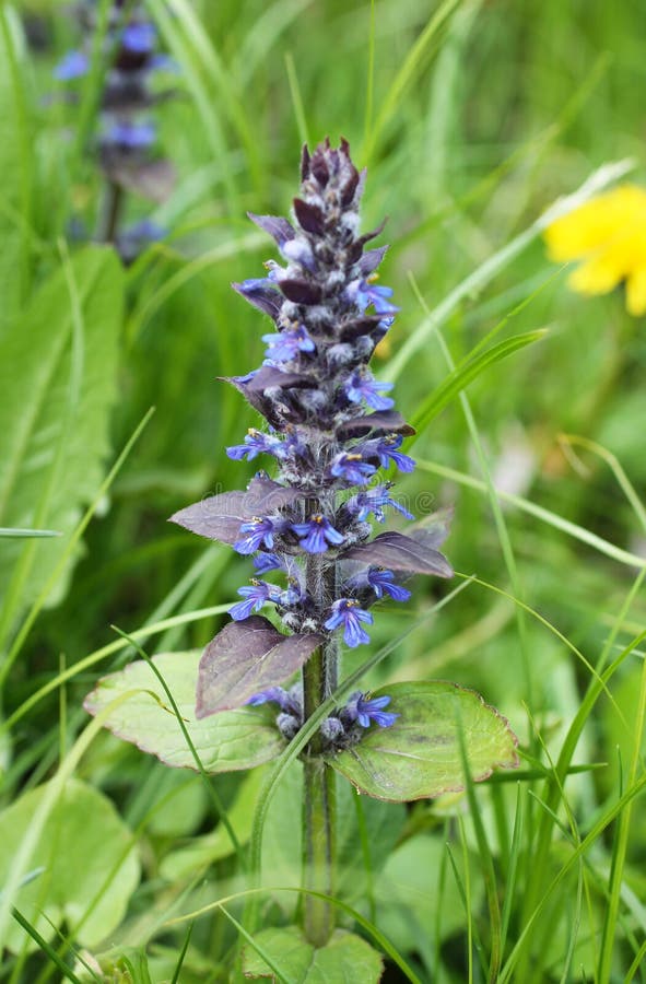 Blue bugle stock image. Image of nature, closeup, ecology - 93174947