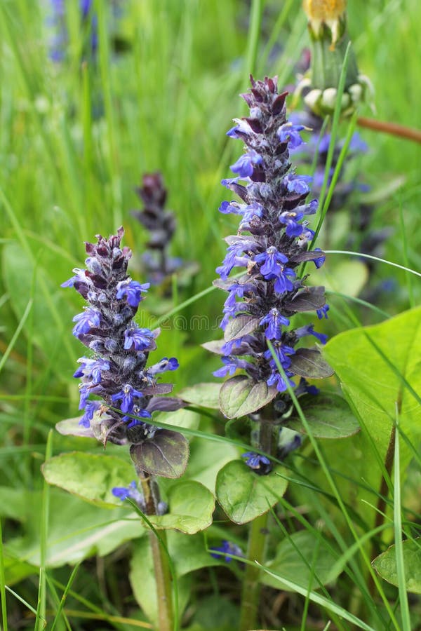 Blue bugle stock image. Image of blossom, colors, blooming - 93174939