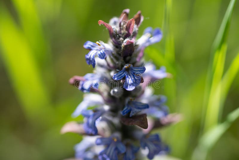 Blue bugle Ajuga reptans stock image. Image of colour - 91127289