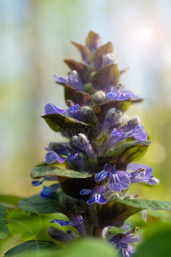 Blue bugle Ajuga reptans stock image. Image of colour - 91127289