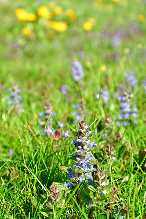 Blue Bugle Medicinal Plant with Flower Stock Image - Image of perennial ...