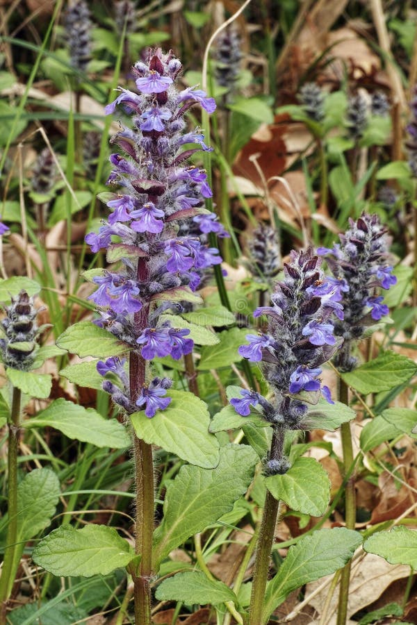 Blue bugle plants stock image. Image of carpet, plant - 101294691