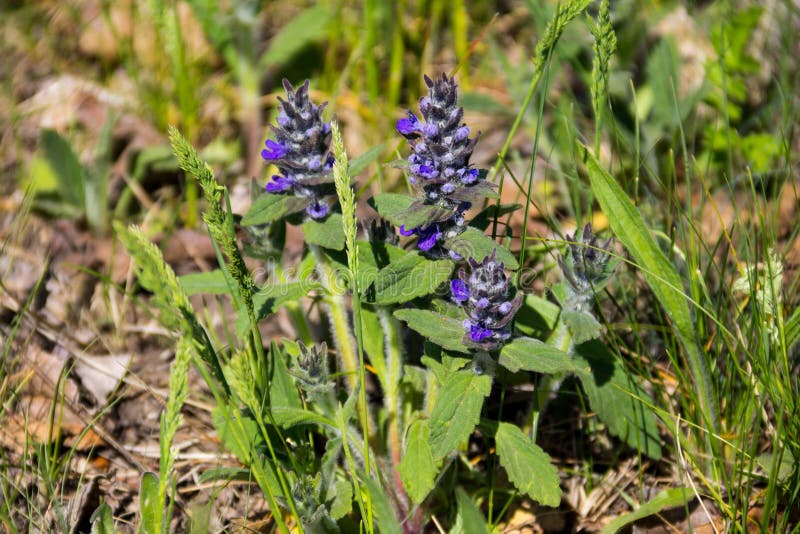 Blue Bugleweed Flowers Ajuga on Meadow Stock Image - Image of flowers ...