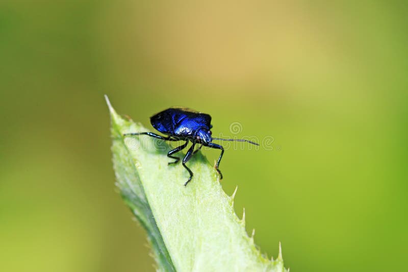 Blue bugs on green leaves stock photo. Image of metal - 369256022