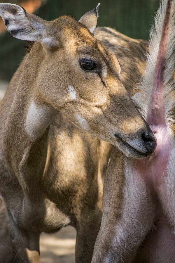 Blue bull stock image. Image of bulls, hoof, herd, hoofs - 52093137