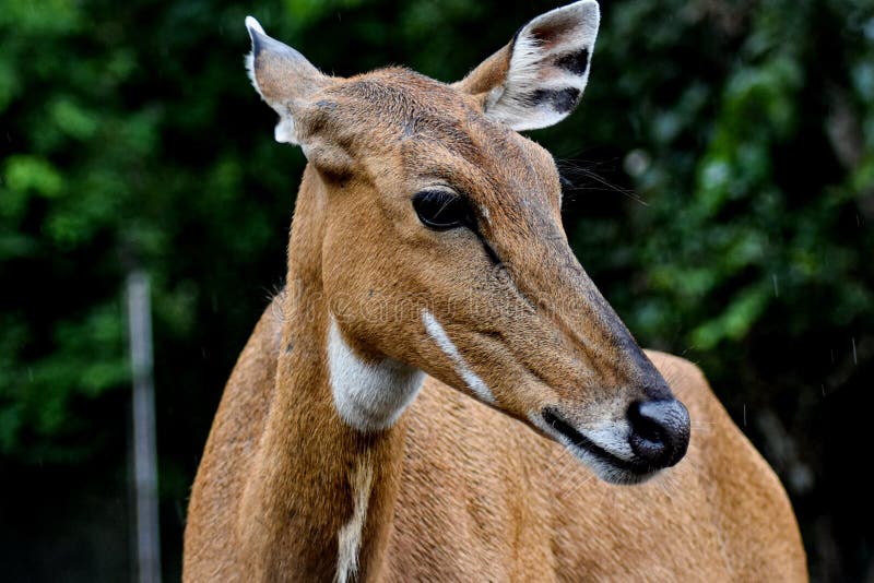 Blue bull stock image. Image of whiskers, mammal, safari - 232566565