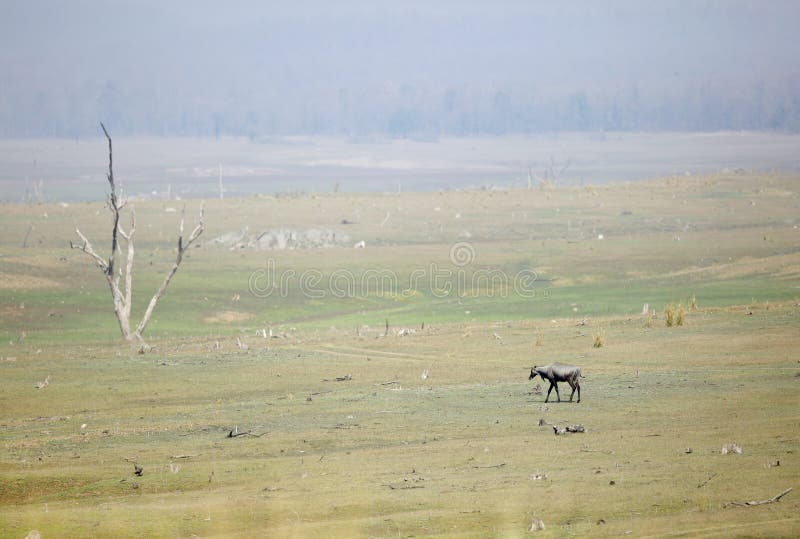 Blue bull in its habitat stock image. Image of district - 87984069