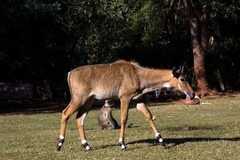 Blue bull and Monkey stock photo. Image of langur, india - 65799626