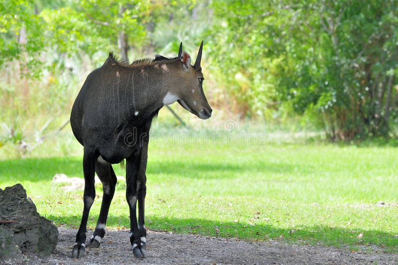 Blue Bull (Nilgai) Antelope Stock Photo - Image of captivity, habitat ...