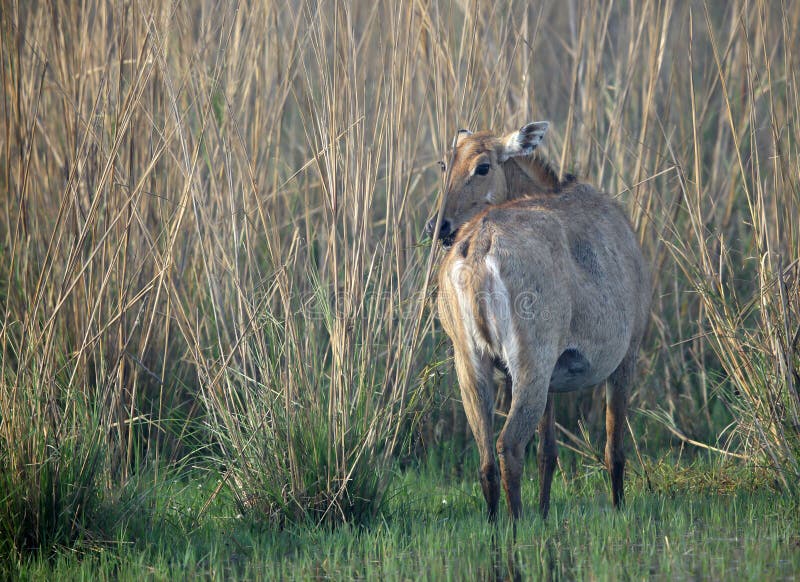 Blue Bull in Sultanpur Bird Sanctuary Stock Photo - Image of habitat ...
