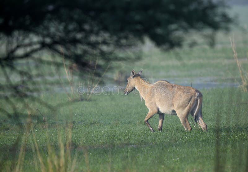 Blue Bull in Sultanpur Bird Sanctuary Stock Image - Image of haryana ...