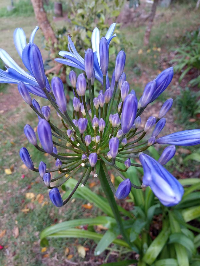 Blue bullet stock image. Image of blossoms, fower, bullet - 119635681
