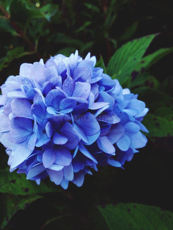 Blue Bundle of Flowers Growing in a Bush Stock Image - Image of bundle ...