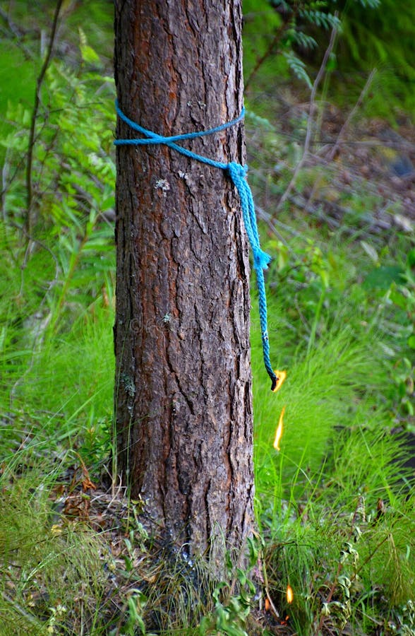 Burning Rope Around a Pine Tree Stock Image - Image of spinney, scorch ...