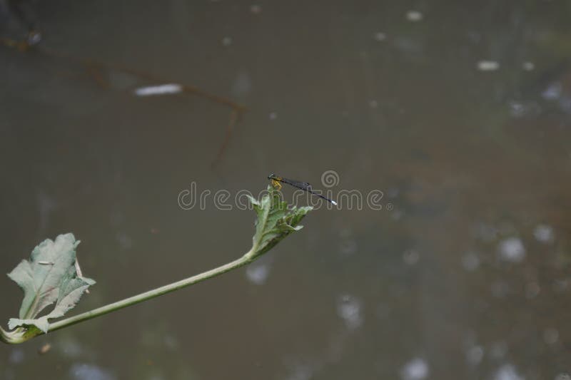 A Blue Bush Dart Damselfly Sits on the Leaf Tip Located Above a Water ...