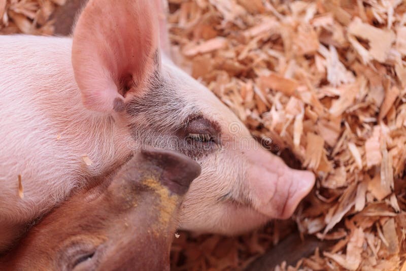 Blue piglets stock photo. Image of livestock, swine, piglets - 74579530