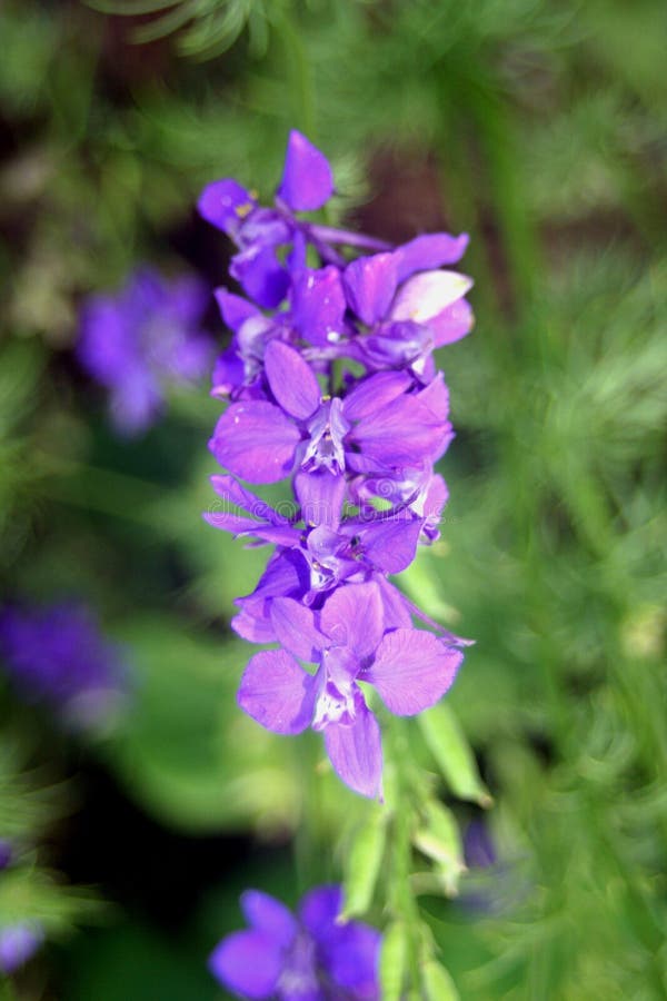 Blue Butterflies stock photo. Image of black, botanical - 91360942