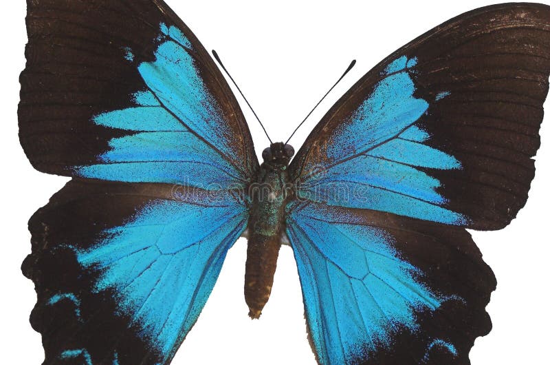 A shiny blue butterfly stock photo. Image of nicely, openly - 29530192