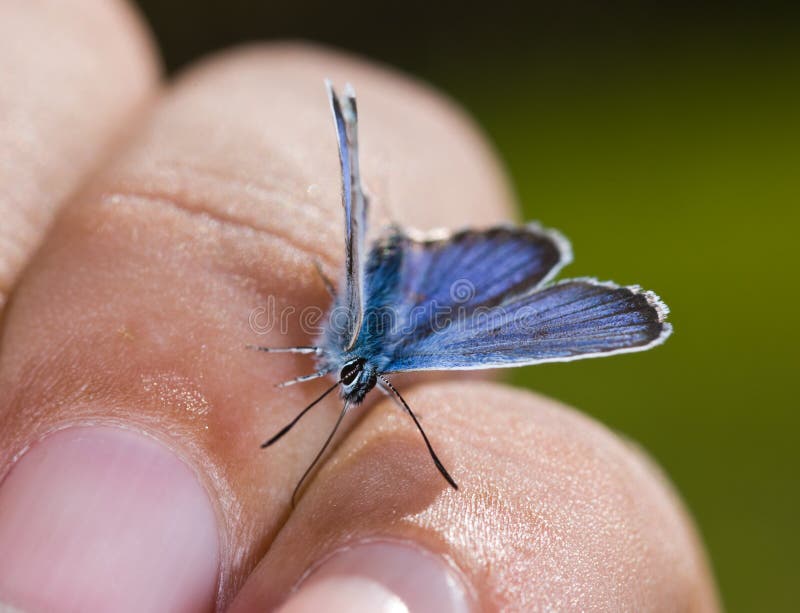 Blue butterfly stock image. Image of sunlight, freedom - 15167369