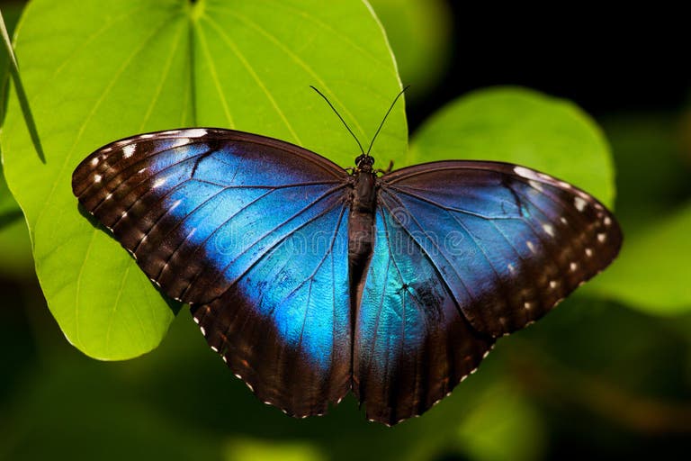 Blue Butterfly stock photo. Image of detail, summer, insect - 21012434