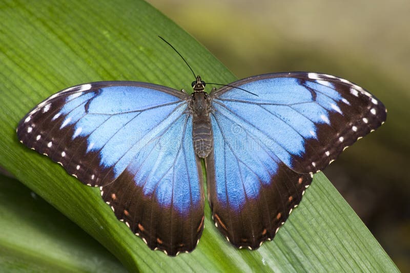 Blue butterfly stock image. Image of black, feeler, animal - 10050175