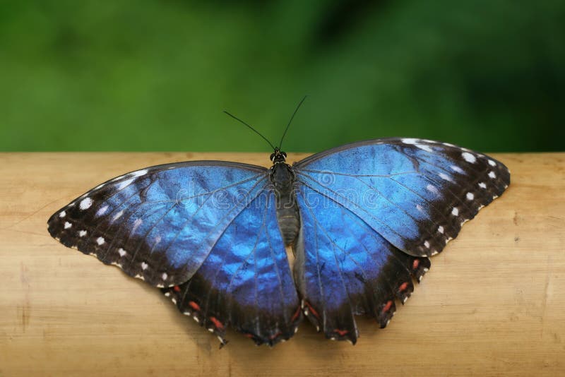 Blue butterfly stock photo. Image of wildlife, multifarious - 5095516