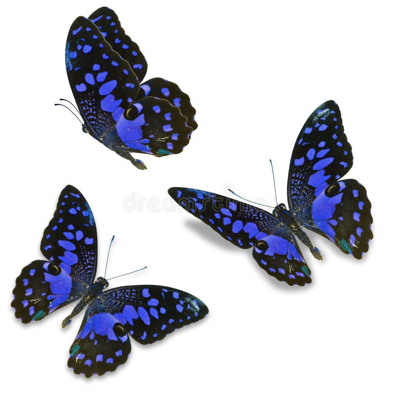 Three blue butterfly stock photo. Image of biology, butterfly - 66921186