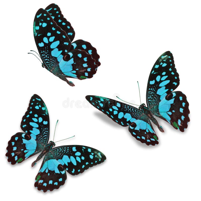 Three blue butterfly stock photo. Image of biology, butterfly - 66921186
