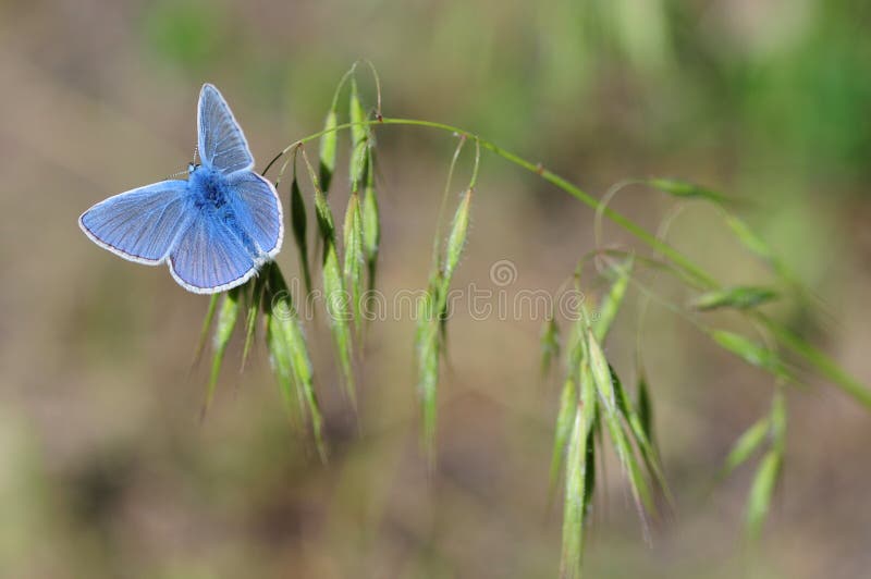 Blue Butterfly Blade of Grass Stock Photo - Image of adonis, blade ...