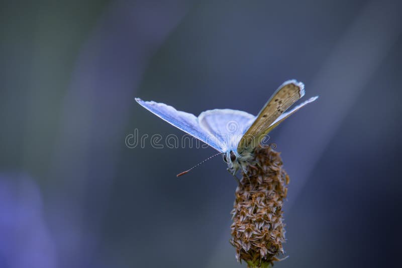 Blue Azure Butterfly on Flower Stock Image - Image of pieris, garden ...