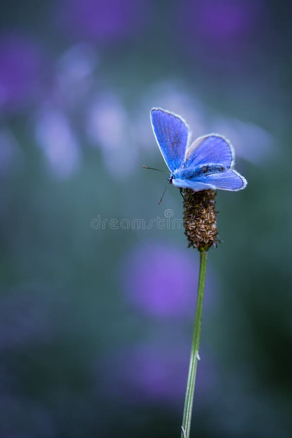 Blue Azure Butterfly on Flower Stock Photo - Image of blade ...