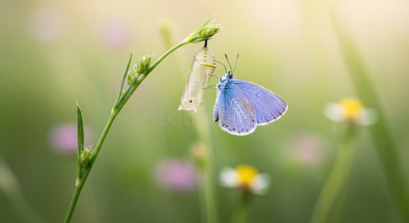 Blue Butterfly and Chrysalis on a Spring Flowering Plant in Gentle ...