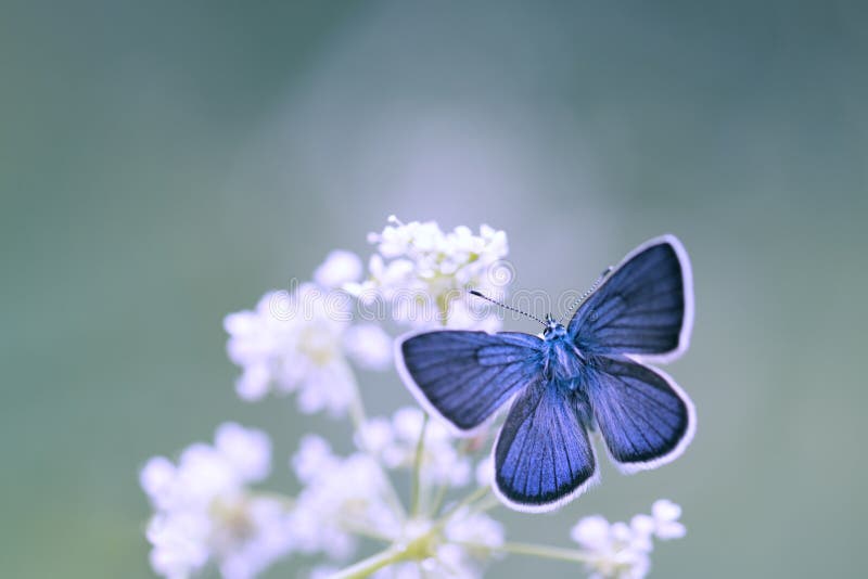 Blue Azure Butterfly on Flower Stock Image - Image of grass, moth ...