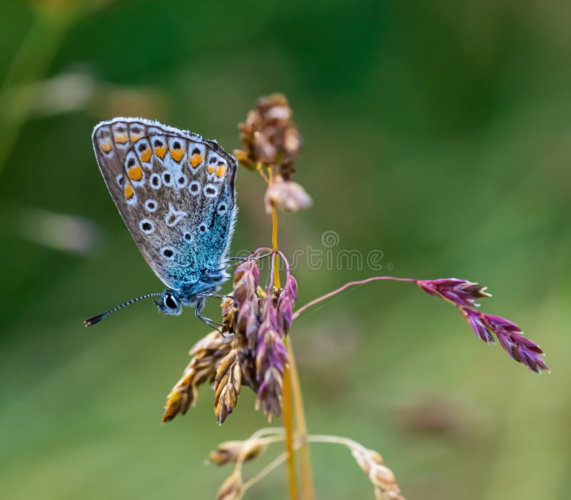 Blue Butterfly on the Grass Close-up Stock Image - Image of pretty ...