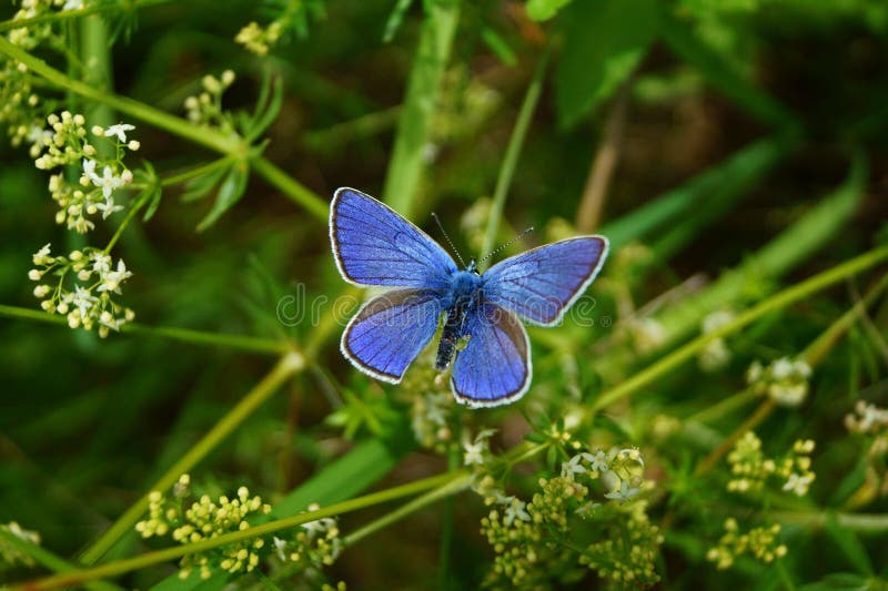 Life Cycle Butterfly Kids Stock Photos - Free & Royalty-Free Stock ...