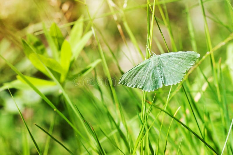 Blue - green butterfly stock photo. Image of rubi, moth - 135545820