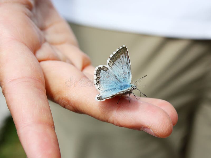 Blue butterfly on a hand stock image. Image of flying - 91712427