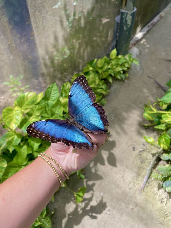 Blue butterfly stock photo. Image of butterfly, blue - 354230832