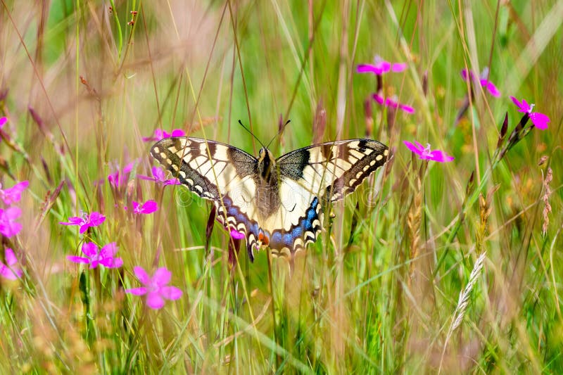 Blue Butterfly Landing on Flower Stock Image - Image of perch, scene ...