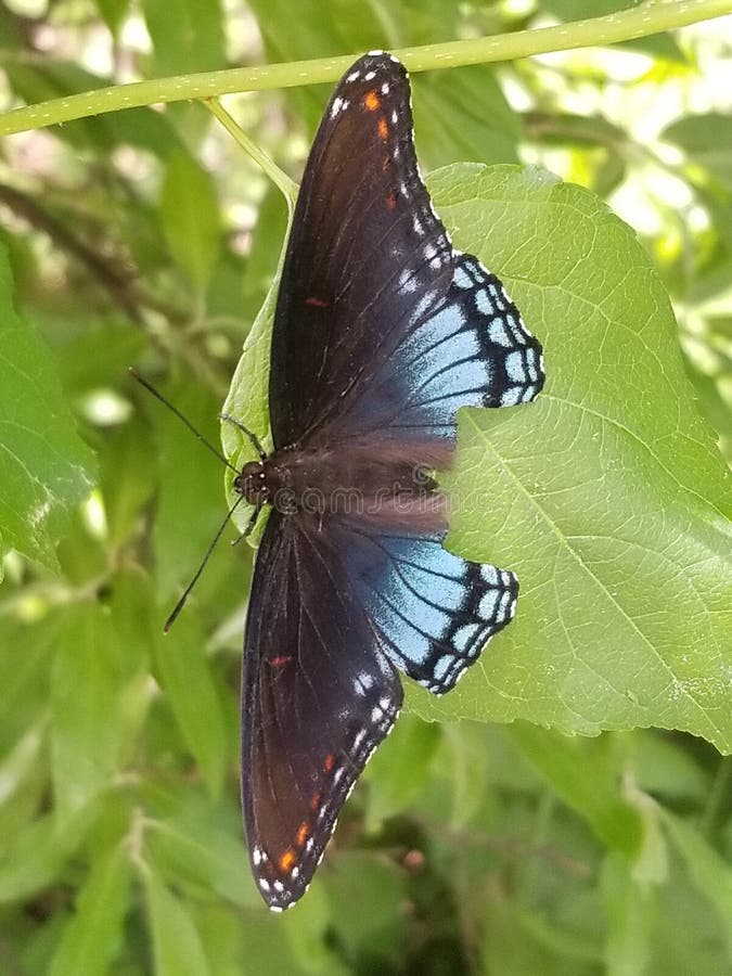 Blue butterfly on leaf stock photo. Image of closeup - 161922242